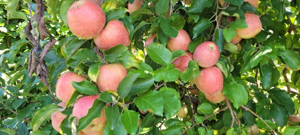 SHAW ORCHARDS - Updated October 2025 - 29 Photos & 16 Reviews - 5594 ...