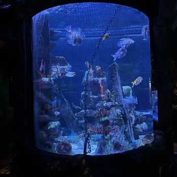 SEA LIFE ARIZONA AQUARIUM - Updated December 2025 - 656 Photos & 361 ...
