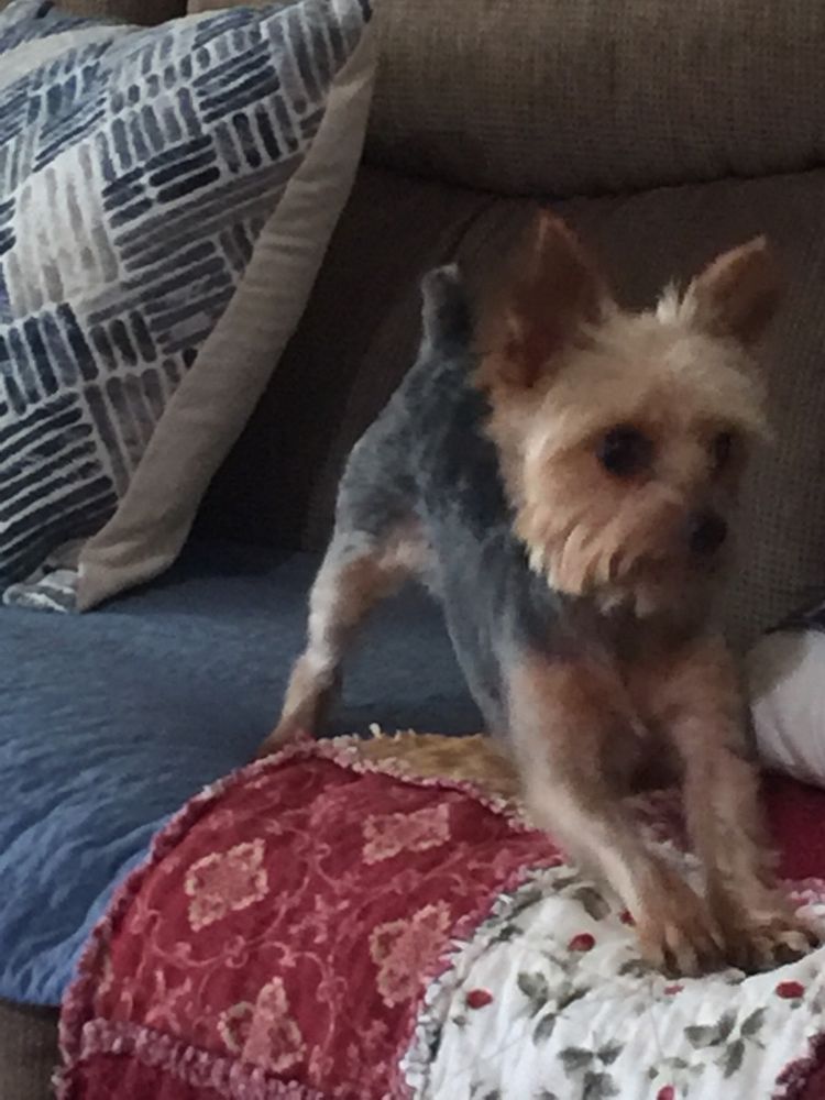 MAGIC PET PARLOR - Updated October 2024 - 3070 Cypress Gardens Rd ...