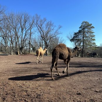 ROSE BRIDGE FARM & SANCTUARY - Updated April 2025 - 225 Photos & 78 ...