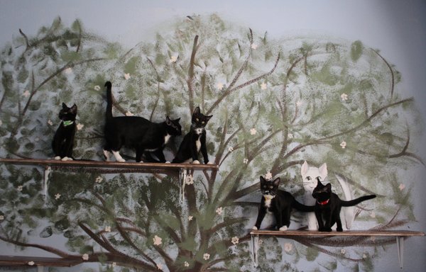 WILD BLUE CATS - Updated December 2025 - 12 Photos & 18 Reviews - 5975 ...