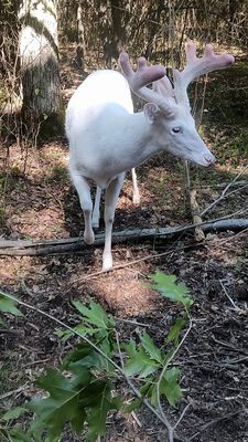 RUSTIC RETREAT DEER PARK - Updated December 2025 - N12680 Co Rd Ac ...