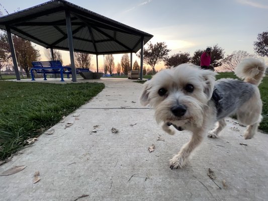 MORSE DOG PARK - Updated October 2025 - 213 Photos & 48 Reviews - 5540 ...