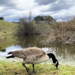 RAGLE RANCH REGIONAL PARK - 56 Photos & 42 Reviews - Parks - 500 Ragle ...