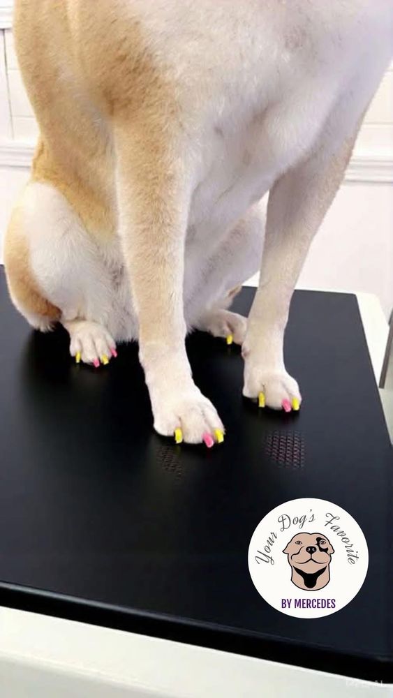YOUR DOG’S FAVORITE - Updated May 2026 - 11 Photos - 192 N State St ...