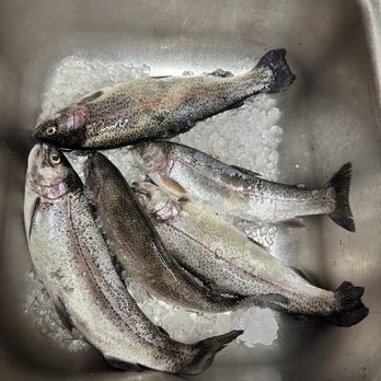 JESS RANCH LAKES - RECREATIONAL FISHING - Updated December 2025 - 74 ...