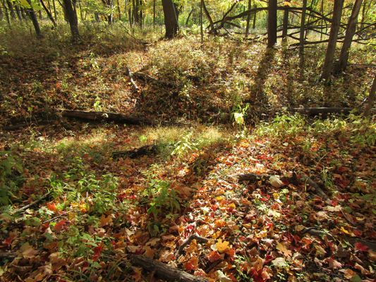 THATCHER WOODS FOREST PRESERVE - Updated April 2026 - 65 Photos - 8030 ...