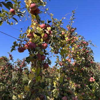 TERHUNE ORCHARDS - Updated September 2024 - 566 Photos & 366 Reviews ...