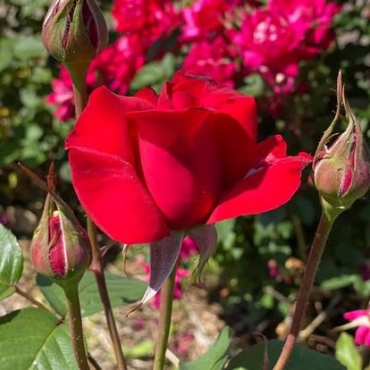 OSA LANDSCAPING - Updated September 2025 - Request a Quote - 18 Photos ...