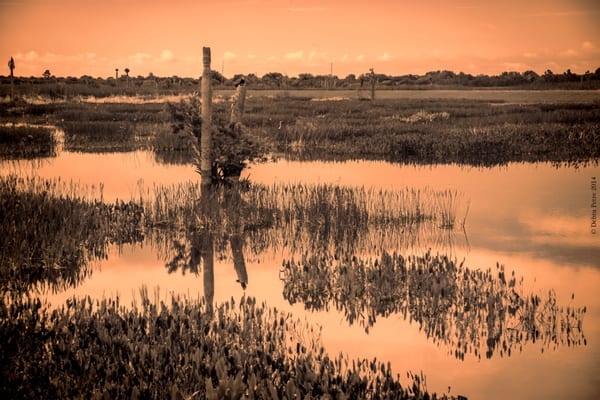 VIERA WETLANDS - Updated April 2026 - 138 Photos & 30 Reviews - 10001 ...