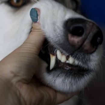 K-9 SMILES - Updated November 2025 - 63 Photos & 77 Reviews - 80 Garden ...