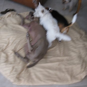 DAVID BAHOU, DVM - Updated December 2025 - 13 Photos & 16 Reviews ...