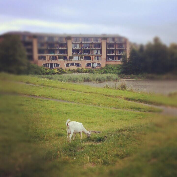 LE LAC DE LOUVAIN-LA-NEUVE - 1348 Ottignies-Louvain-la-Neuve, Ottignies ...