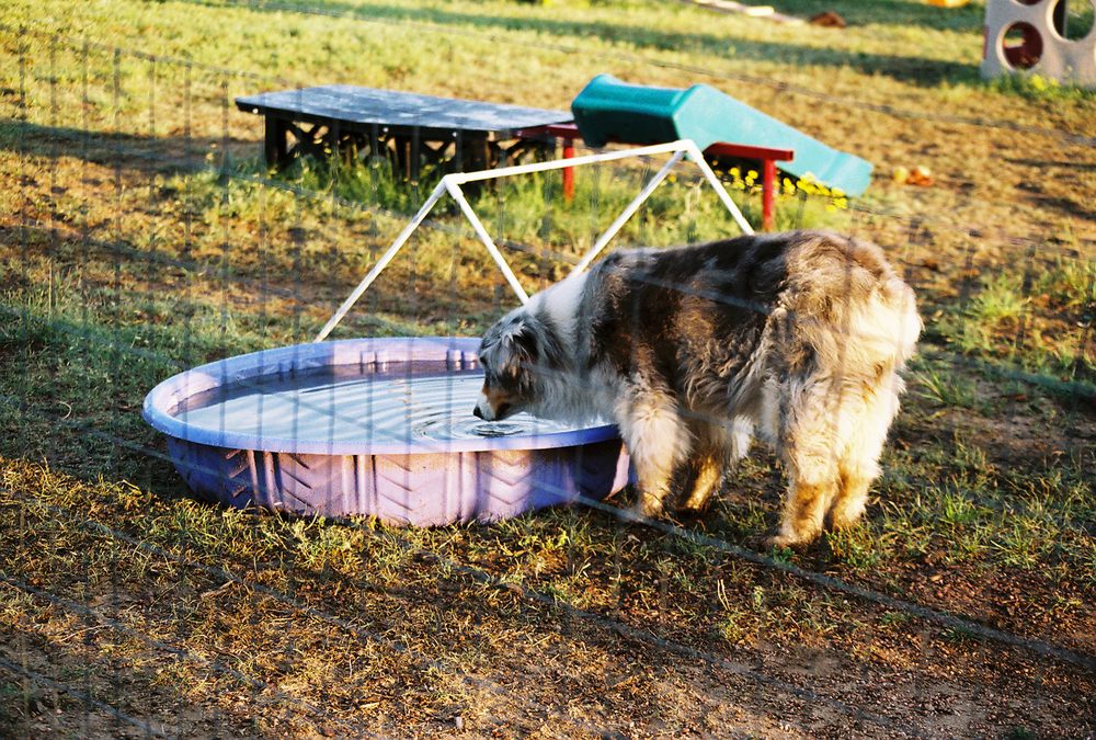 DOGGIE DUDE RANCH - Updated December 2025 - 27 Photos - 1360 N Curtis ...