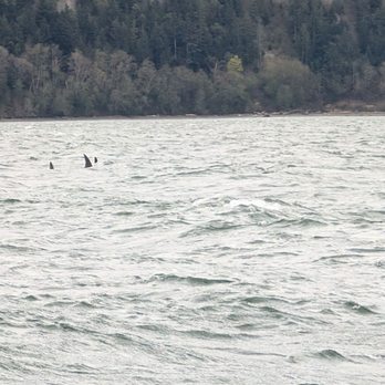 PUGET SOUND EXPRESS - Updated December 2025 - 231 Photos & 93 Reviews ...