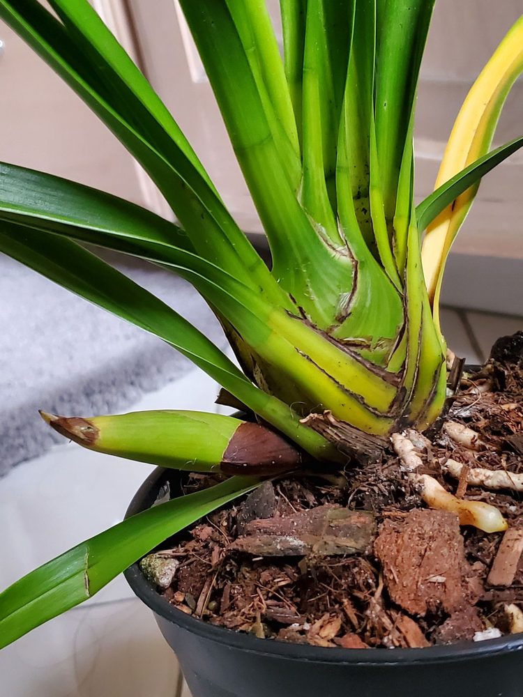 SEATTLE ORCHID - 42 Photos & 33 Reviews - 4601 Shilshole Ave NW ...