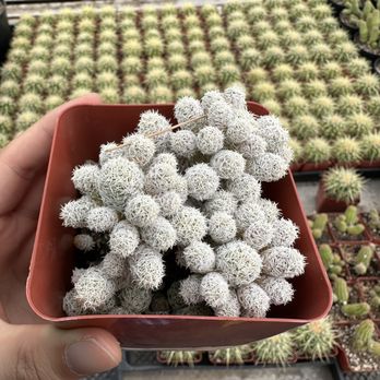 CALIFORNIA CACTUS RANCH - Updated December 2025 - 350 Photos & 91 ...