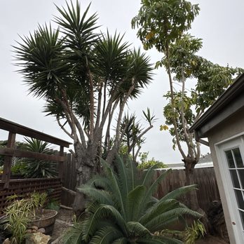 ALL ACCESS TREE CARE - Updated July 2025 - 182 Photos & 296 Reviews ...