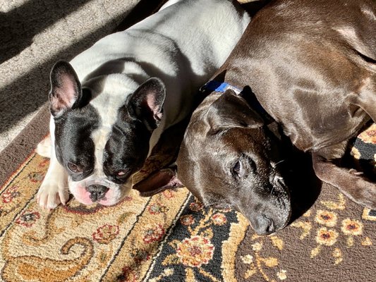 VCA COLONIAL ANIMAL HOSPITAL - Updated October 2024 - 31 Photos & 44 ...