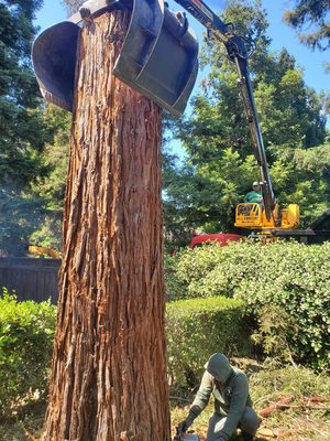 NEW LIFE TREE SERVICE - Updated May 2024 - 94 Photos & 113 Reviews ...