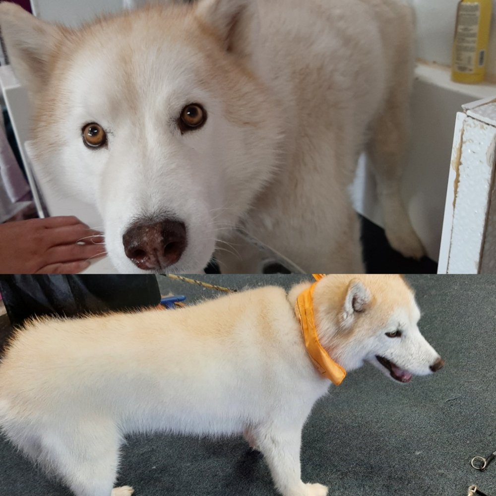 PAWSITIVE VIBES PET GROOMING - Updated September 2025 - 28 Photos & 12 ...