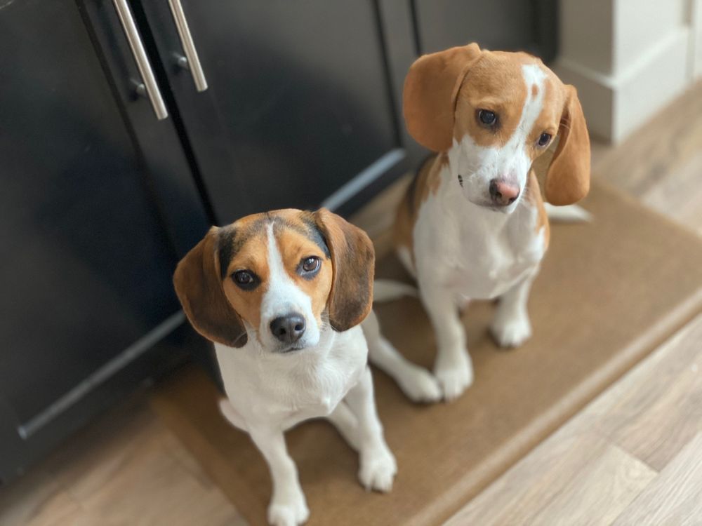 HOPE GABLES CANINE - Updated December 2025 - Norwalk, Connecticut - Pet ...