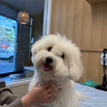 MODERN ANIMAL - Updated May 2025 - 41 Photos & 93 Reviews - 12775 ...