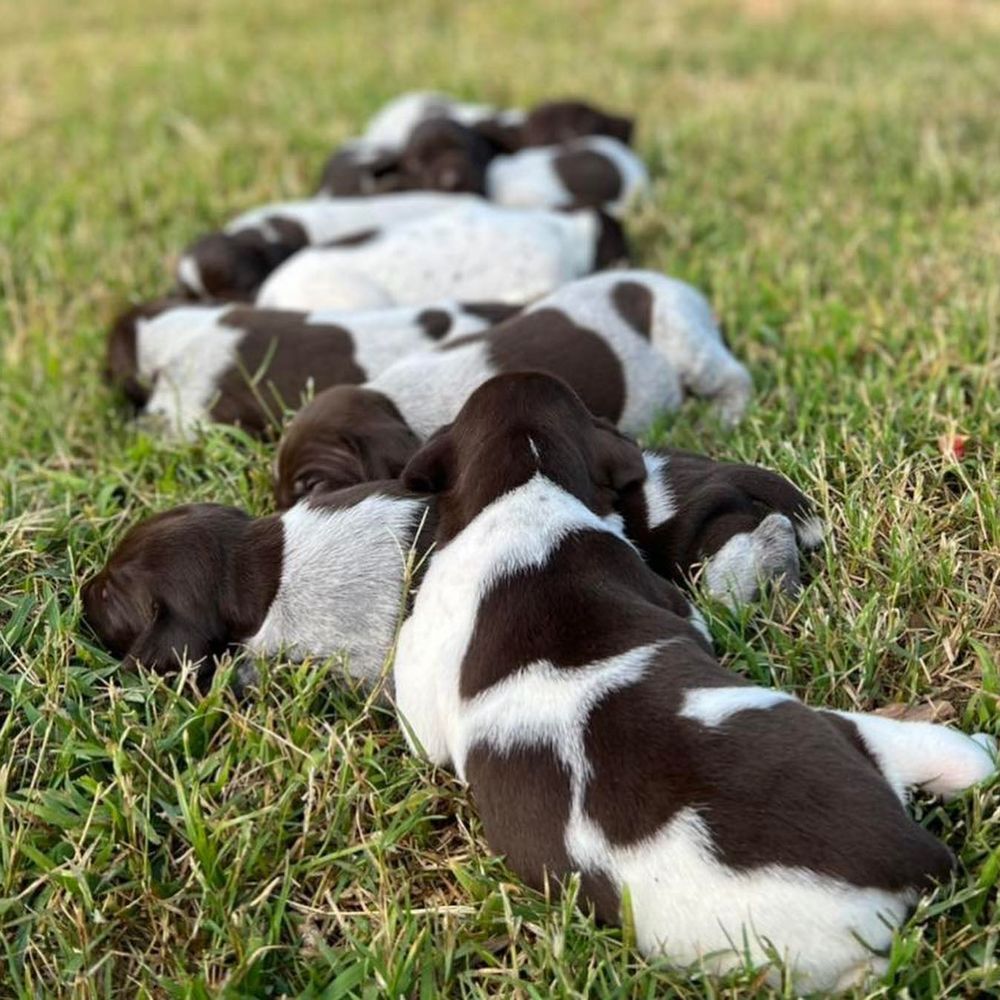 THE ULTIMATE BD PRIME POINTERS - Request Information - Chicago ...