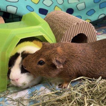 MONTGOMERY COUNTY ANIMAL SERVICES AND ADOPTION CENTER - Updated ...