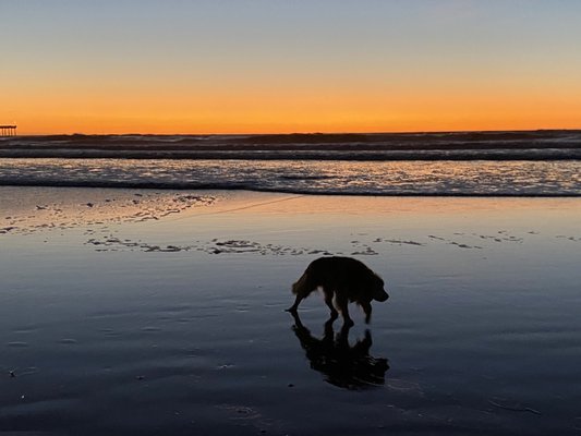 SUNSET CLIFFS ANIMAL HOSPITAL - Updated June 2024 - 78 Photos & 291 ...