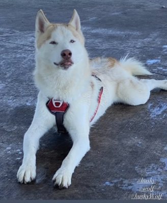 BOSS THE PET CONNECTION - Updated October 2025 - 821 Photos & 101 ...