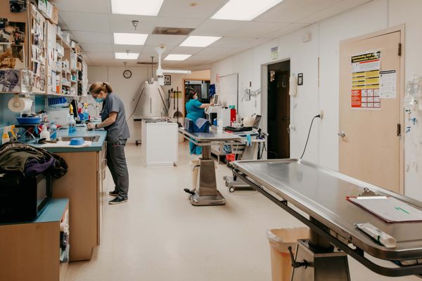 FESTIVAL VETERINARY CLINIC - Updated January 2026 - 16 Photos - 5 Bel ...