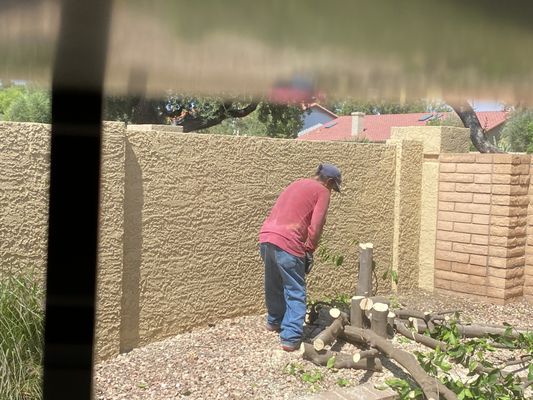 SAM THE TREE GUY - Updated September 2025 - 24 Photos & 21 Reviews ...