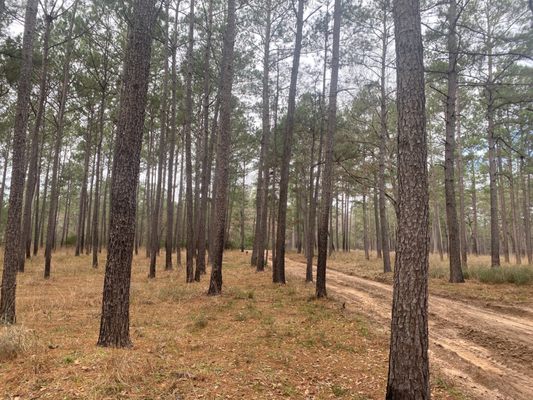 WILLIAM GOODRICH JONES STATE FOREST - Updated October 2025 - 33 Photos ...