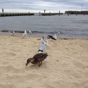 MAYO BEACH PARK - Updated December 2025 - 11 Photos & 14 Reviews - 4150 ...