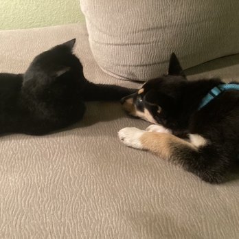 WHATCOM HUMANE SOCIETY - 124 Photos & 35 Reviews - 2172 Division St ...