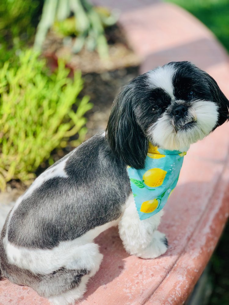 ADVENTURE TAILS PETS - Updated July 2025 - 19 Photos - Costa Mesa ...