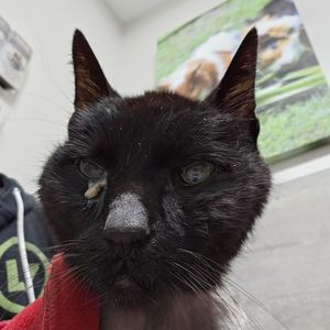 CATFFEINATED - Updated March 2025 - 212 S Meridian, Puyallup ...