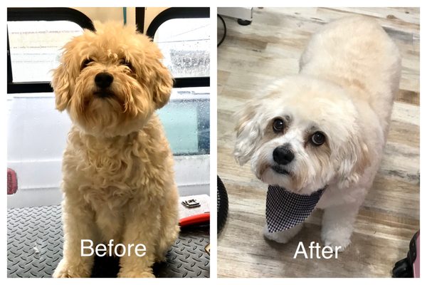 LITTLE BEAR MOBILE DOG GROOMING - Updated August 2025 - 38 Photos & 16 ...