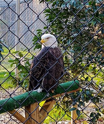 CAROLINA RAPTOR CENTER - 135 Photos & 73 Reviews - 6000 Sample Rd ...