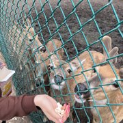 POPCORN PARK ZOO - 255 Photos & 126 Reviews - Humane Way, Forked River ...