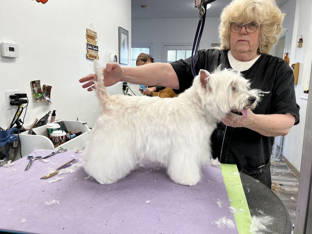 Dog Grooming Salem Oregon