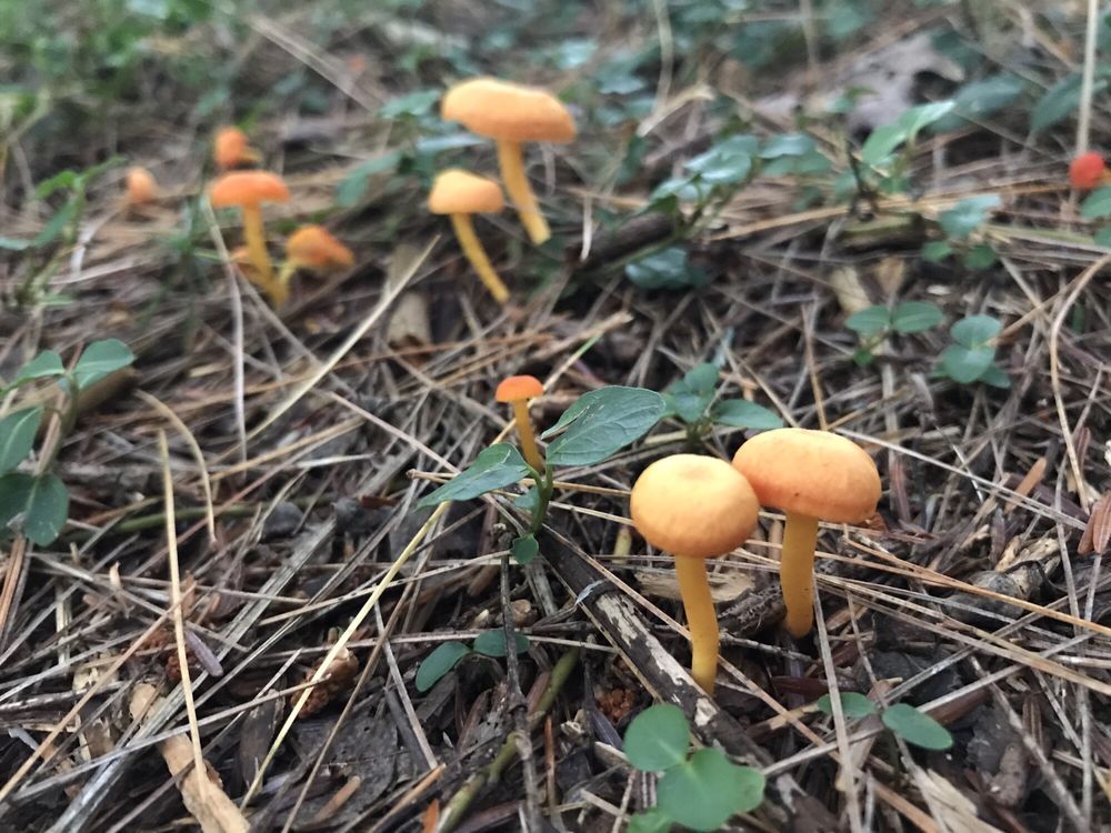 QUINCY BOG NATURAL AREA - Updated January 2025 - 29 Photos - 131 Quincy ...