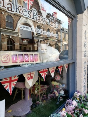 SHAKESPAW CAT CAFE - Updated July 2025 - 45 Photos - 6 Union Street, Stratford Upon Avon ...