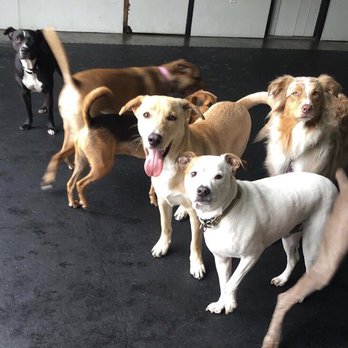 WOOF! ORLANDO - Updated December 2025 - 94 Photos & 70 Reviews - 3529 ...