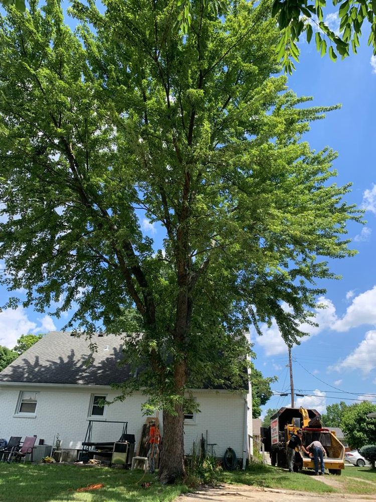 GENERAL TREE SERVICE - Updated July 2024 - Request a Quote - Louisville ...