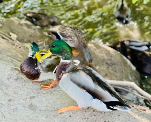 LAYTON COMMONS PARK - Updated January 2026 - 28 Photos & 14 Reviews ...