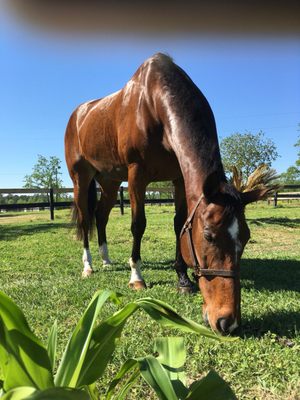 NORTH HOUSTON HORSE PARK - Updated December 2025 - 10 Photos - 17082 ...