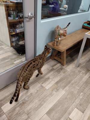 MEOWS CORNER - Updated April 2025 - 47 Photos & 38 Reviews - 21435 ...