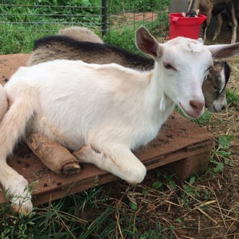 CAROMONT FARM - Updated January 2026 - 86 Photos - 9261 Old Green Mountain Rd, Esmont, Virginia ...